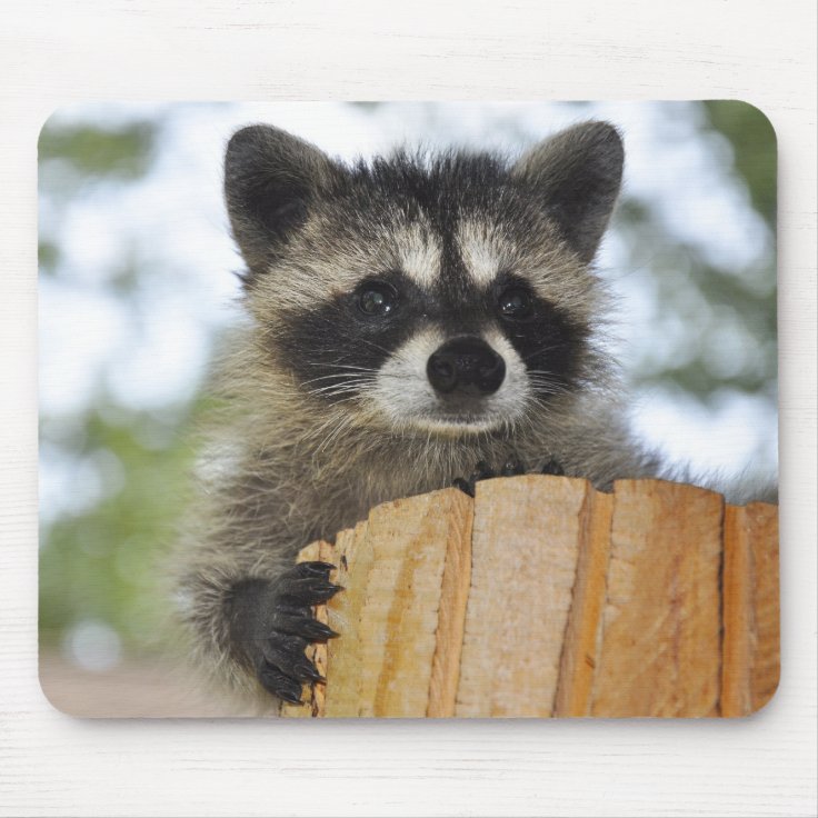 raccoon - #1007 mouse pad | Zazzle
