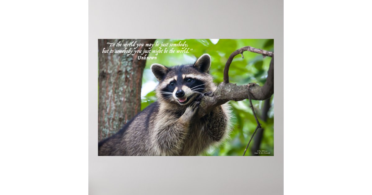 Raccoon and Encouragement Poster | Zazzle