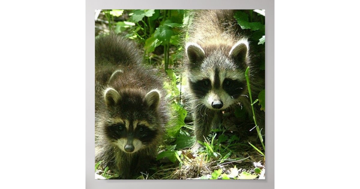 Raccoon Poster Print | Zazzle