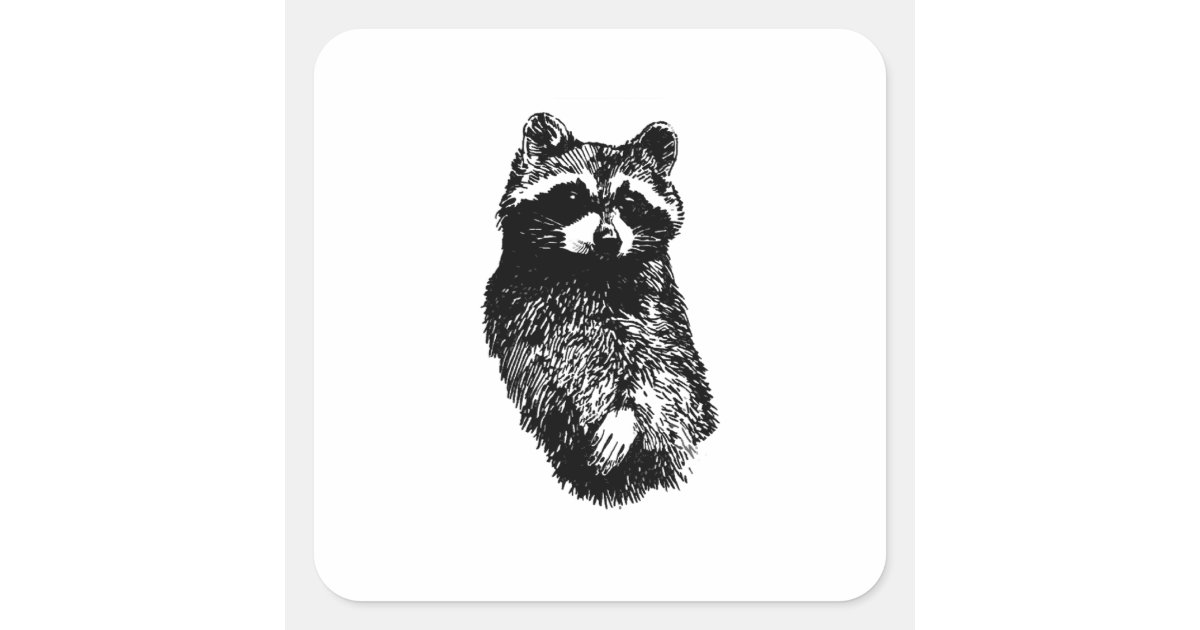 Raccoon Square Sticker | Zazzle