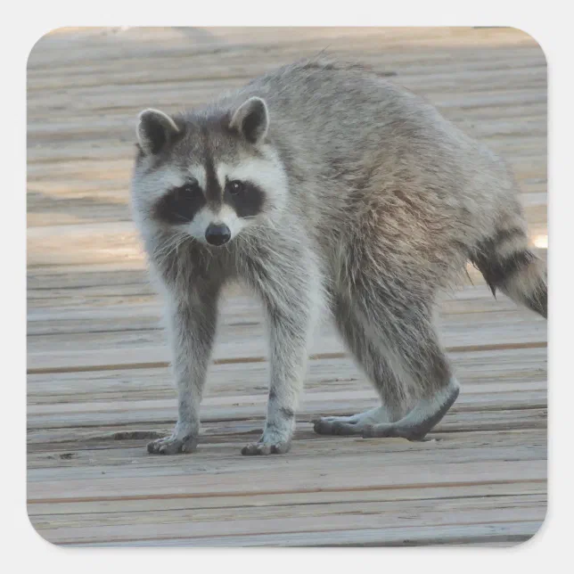 Raccoon Square Sticker | Zazzle