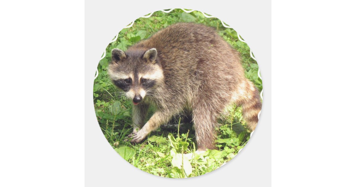 Raccoon Stickers | Zazzle