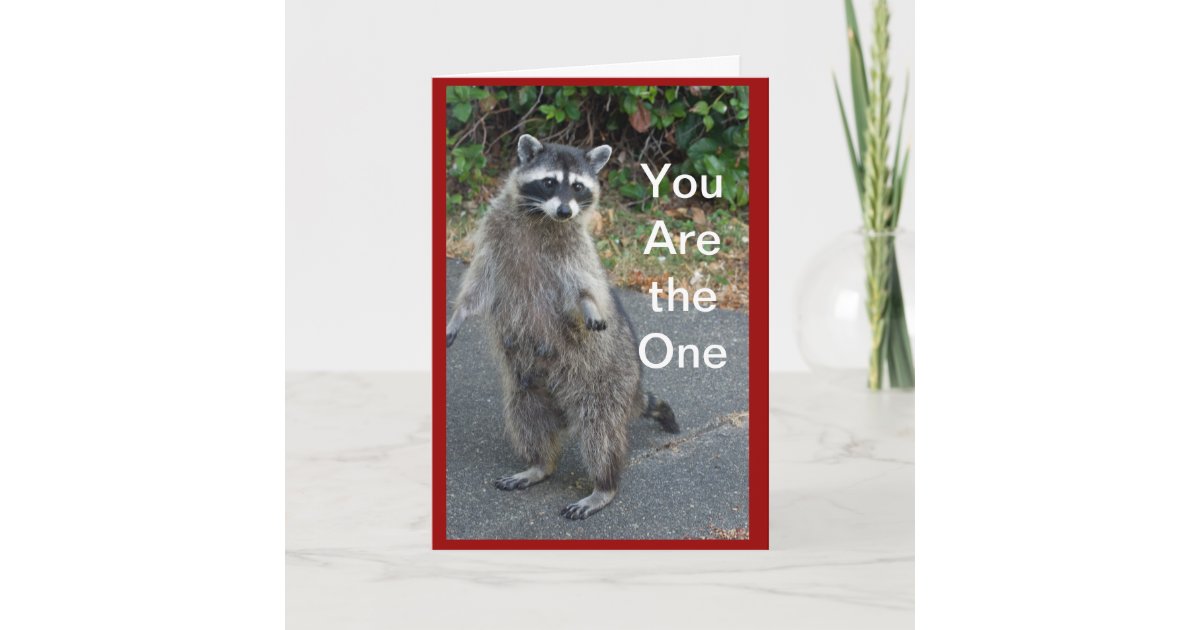 Raccoon Valentine Card | Zazzle