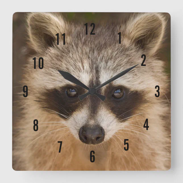 Raccoon Wall Clock | Zazzle