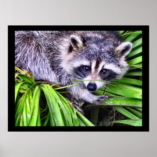 Raccoon Wildlife Photography Poster | Zazzle