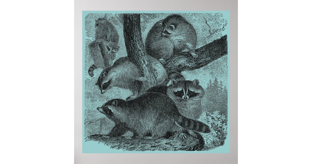 Raccoons Poster | Zazzle