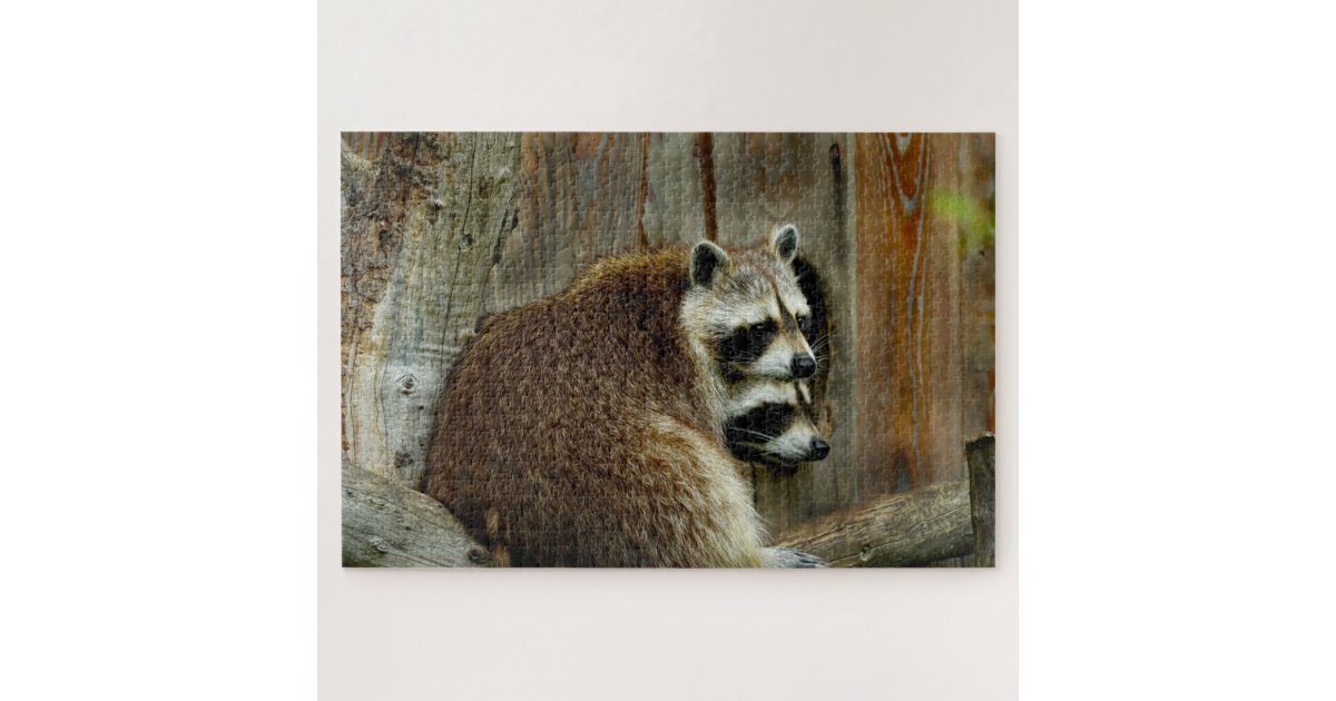 raccoons puzzle | Zazzle