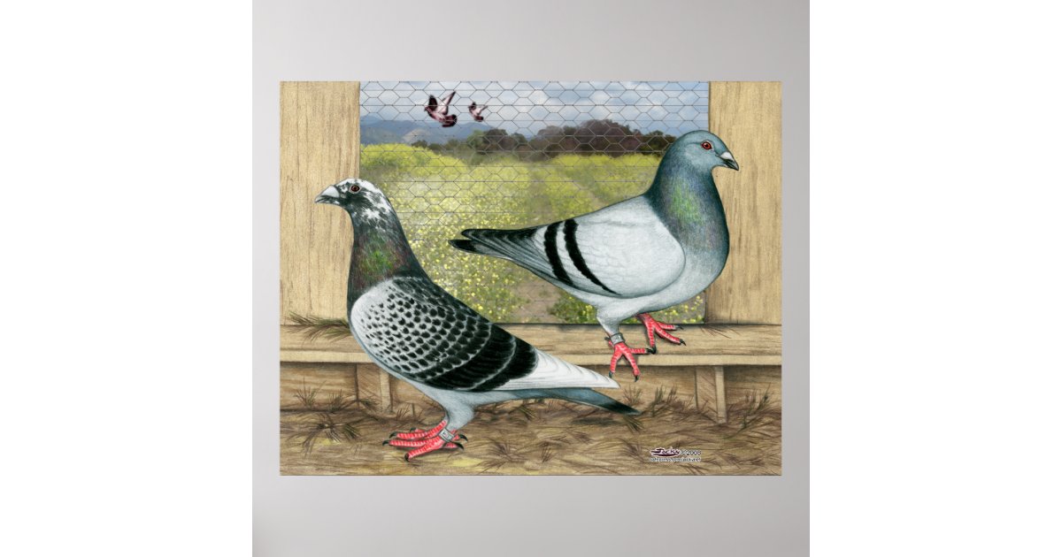 Racing Homers in Loft Poster | Zazzle