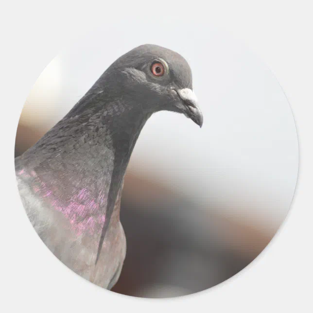 Racing pigeon classic round sticker | Zazzle