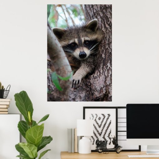 Racoon Poster | Zazzle