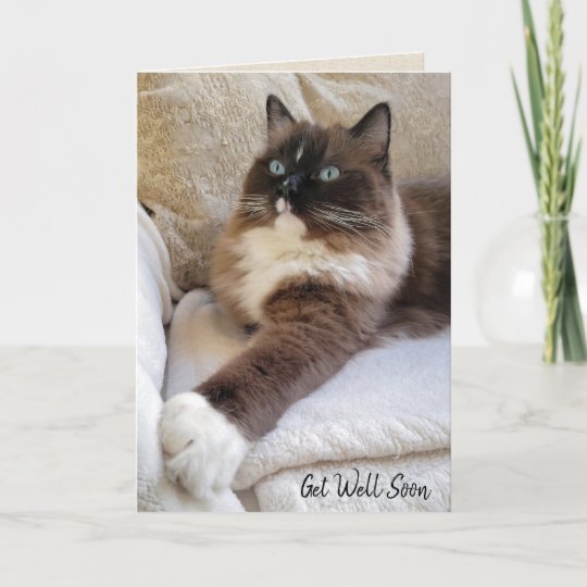 Ragdoll Cat Get Well Soon Card | Zazzle.com