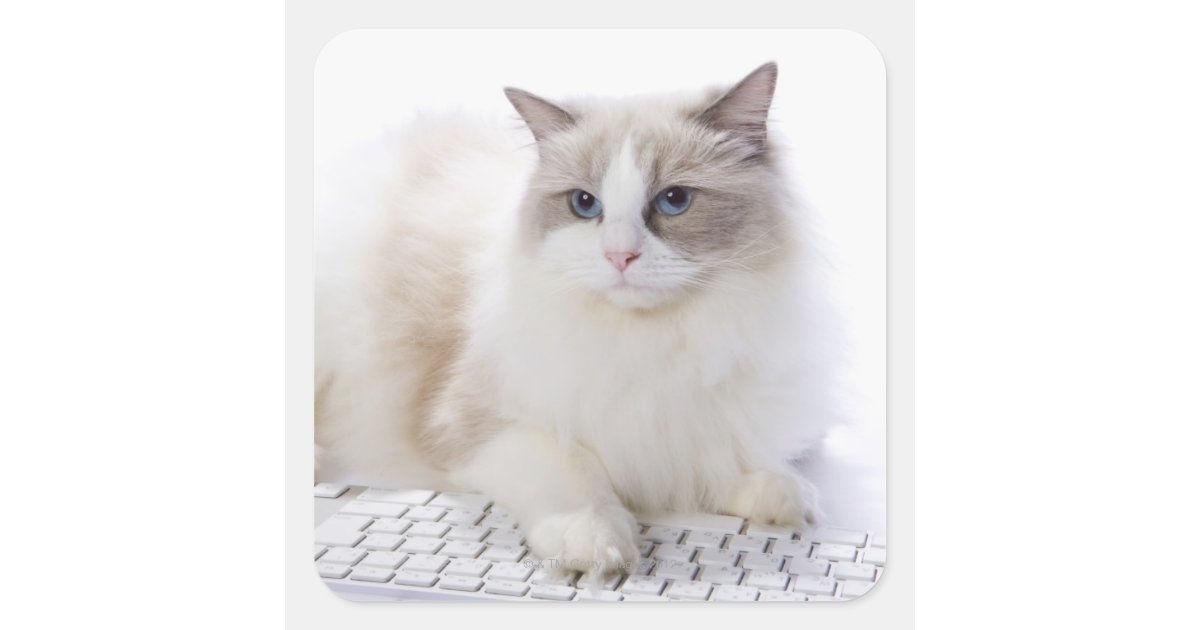 Ragdoll cat on computer keyboard square sticker | Zazzle