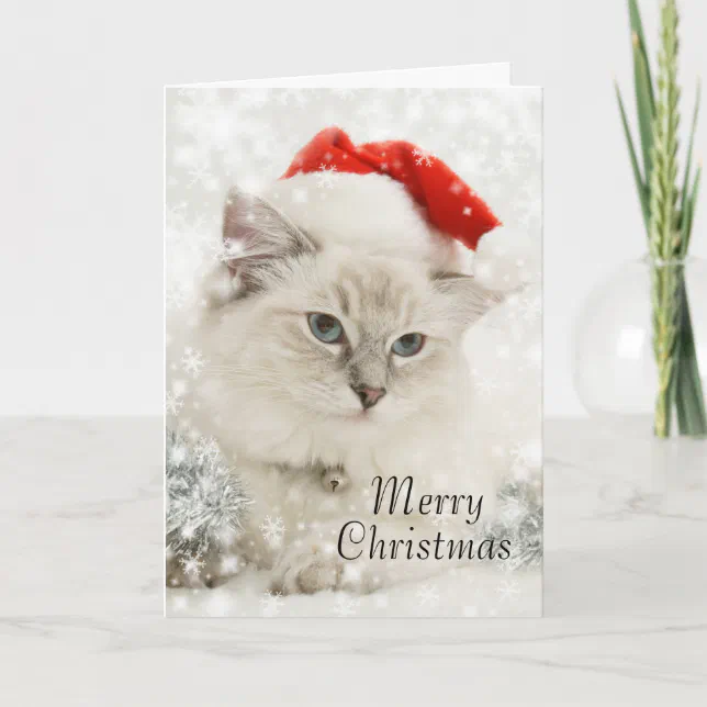 Ragdoll christmas card | Zazzle