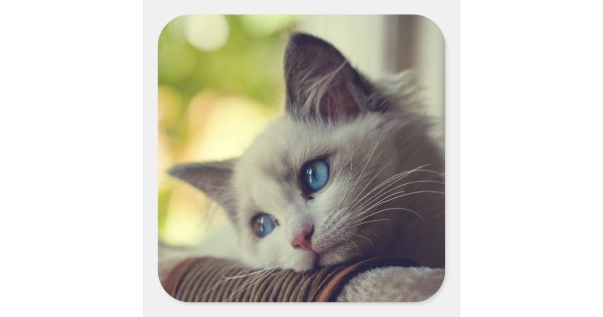 Ragdoll Kitten Square Sticker | Zazzle