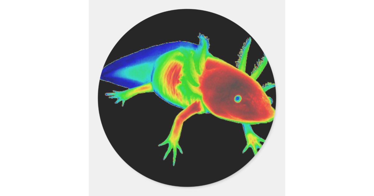 Rainbow Axolotl Stickers | Zazzle