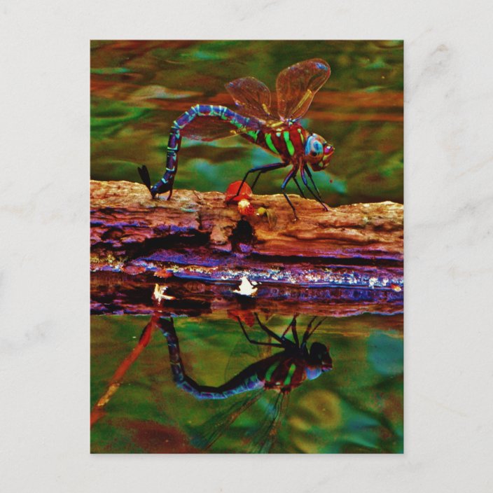 Rainbow Dragonfly, Teal & purple Dragonfly Postcard | Zazzle.com