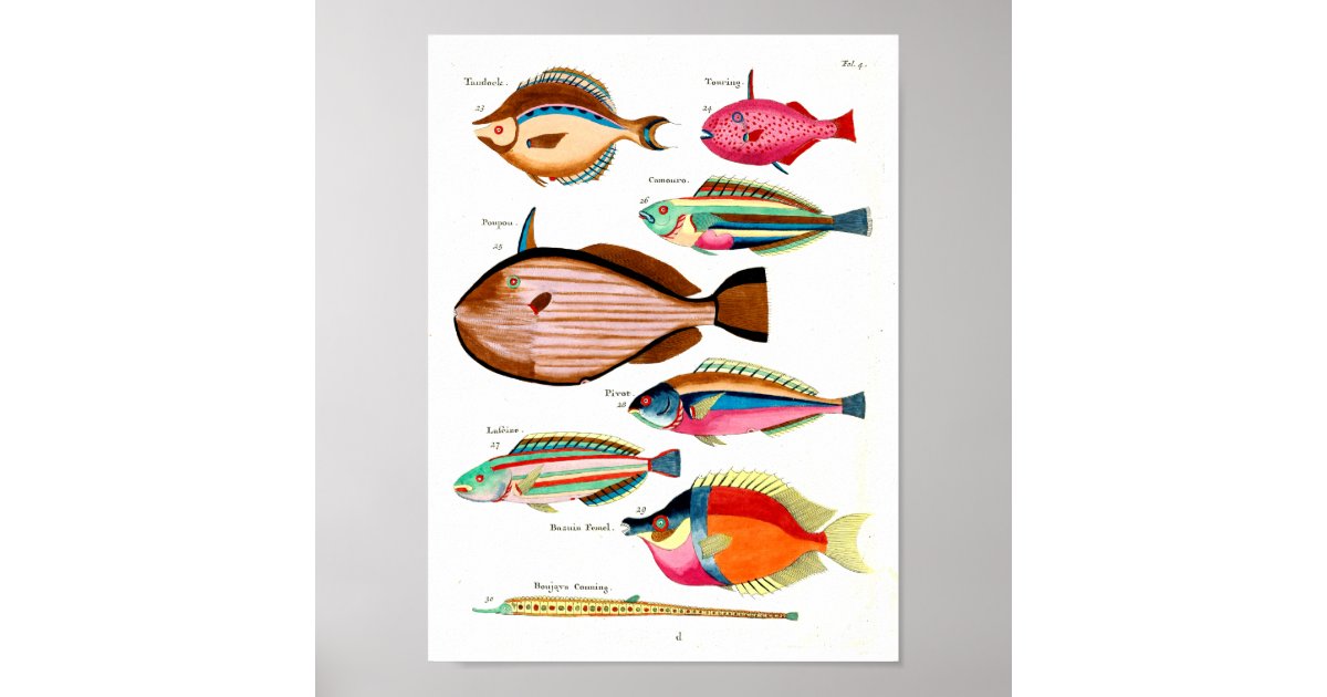 Rainbow Fish and Friends Poster | Zazzle