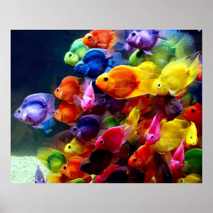 Rainbow Fish Poster | Zazzle