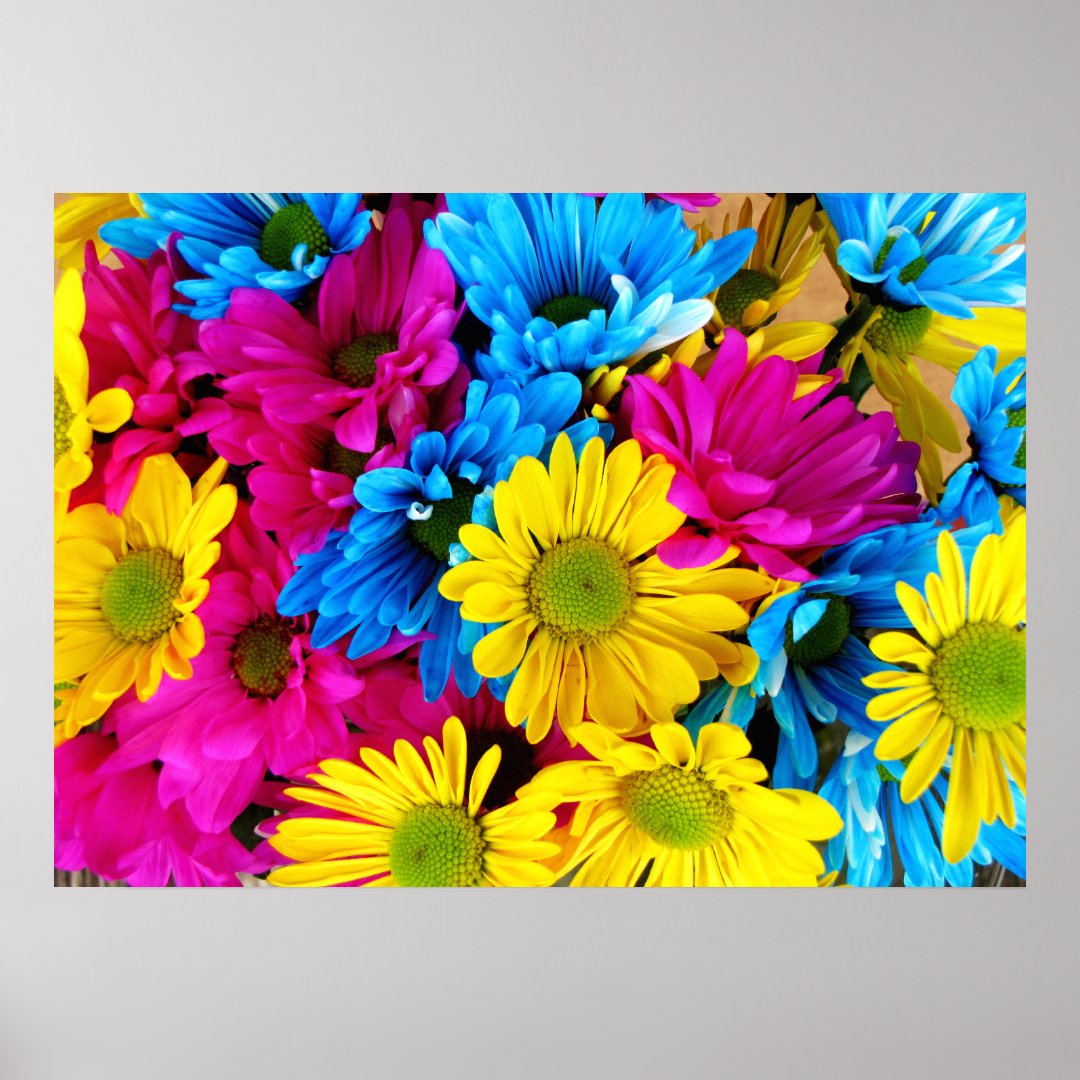 Rainbow of Daisies Poster | Zazzle