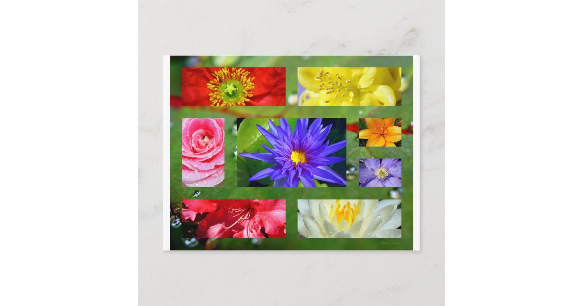 Rainbow of Flowers Photo Collage Postcard | Zazzle