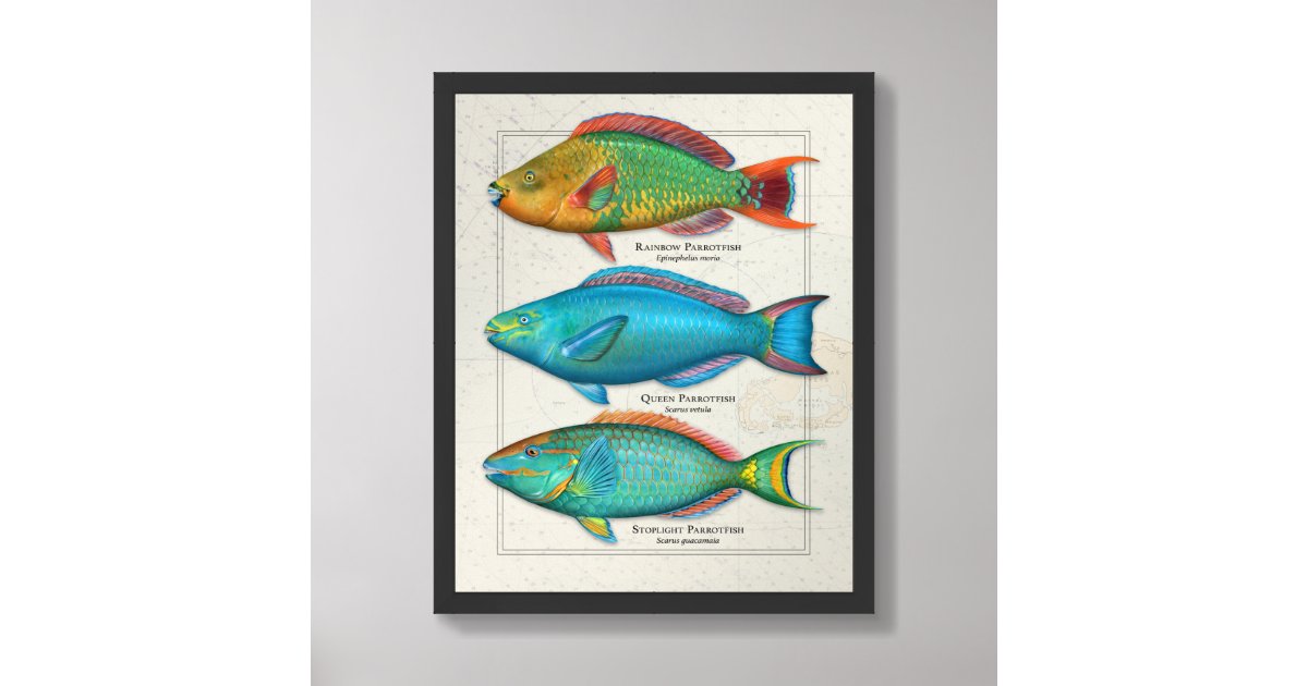 Rainbow, Queen, and Stoplight Parrotfish Framed Art | Zazzle