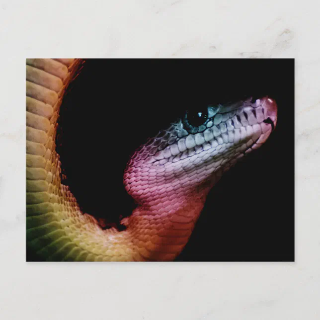 Rainbow Snake Postcard | Zazzle