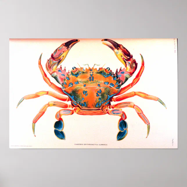 Rainbow Swimming Crab Poster | Zazzle