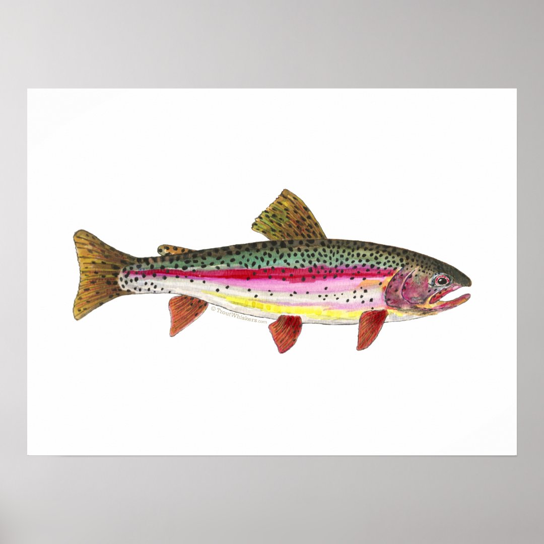 Rainbow Trout Fish Poster | Zazzle