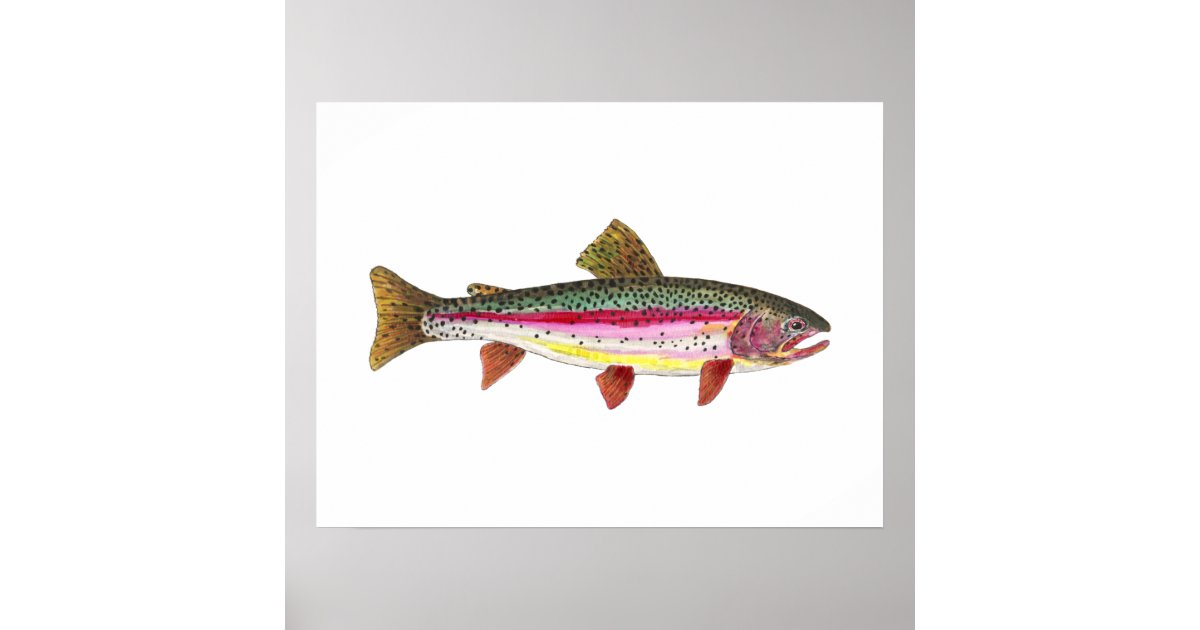 Rainbow Trout Fish Poster | Zazzle