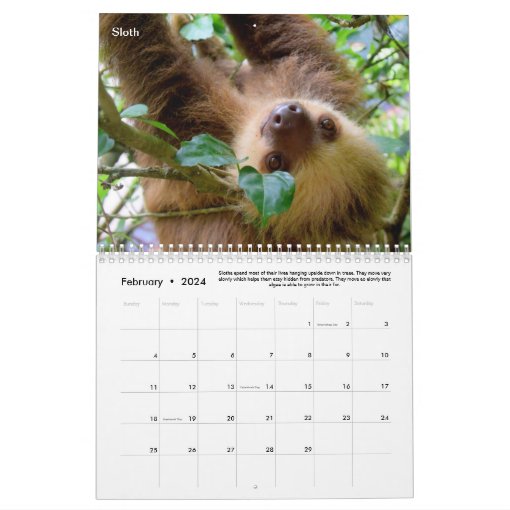 Rainforest Animals & Fun Facts 12 month Calendar | Zazzle