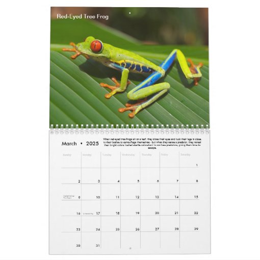 Rainforest Animals & Fun Facts 12 month Calendar | Zazzle
