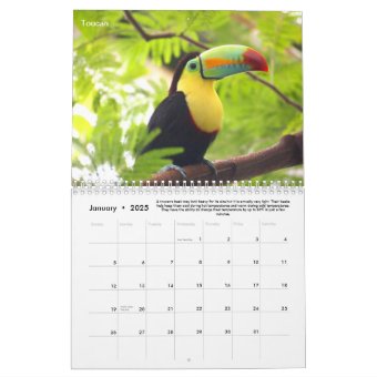 Rainforest Animals & Fun Facts 12 month Calendar | Zazzle