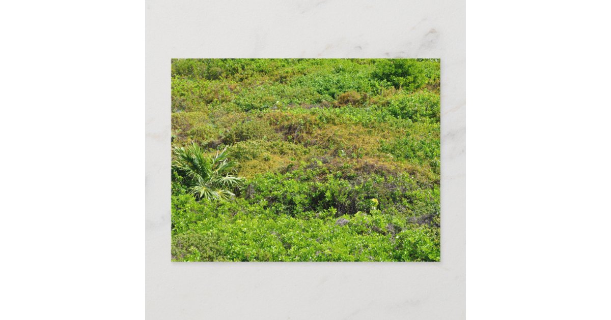 Rainforest Background Postcard | Zazzle