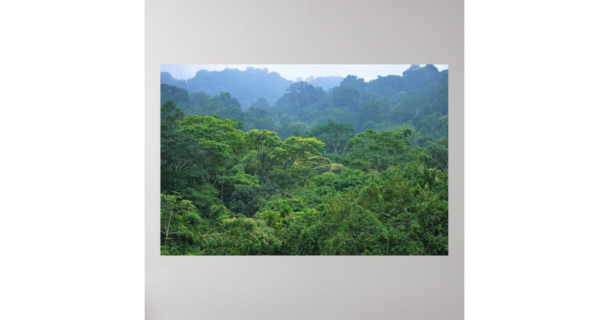 Rainforest canopy panorama poster | Zazzle