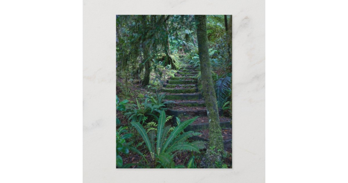 Rainforest Postcard | Zazzle