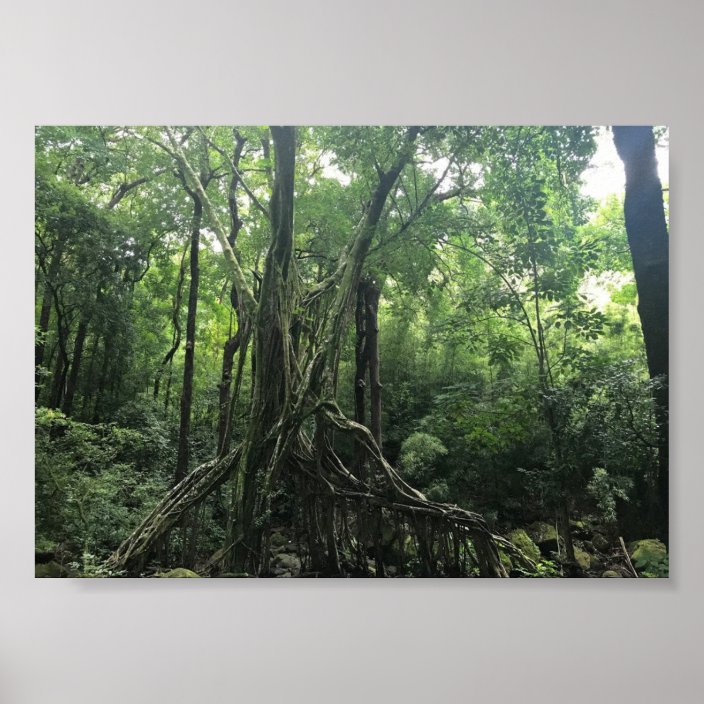 Rainforest Poster | Zazzle