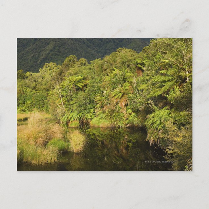 Rainforest, South Island, New Zealand Postcard | Zazzle