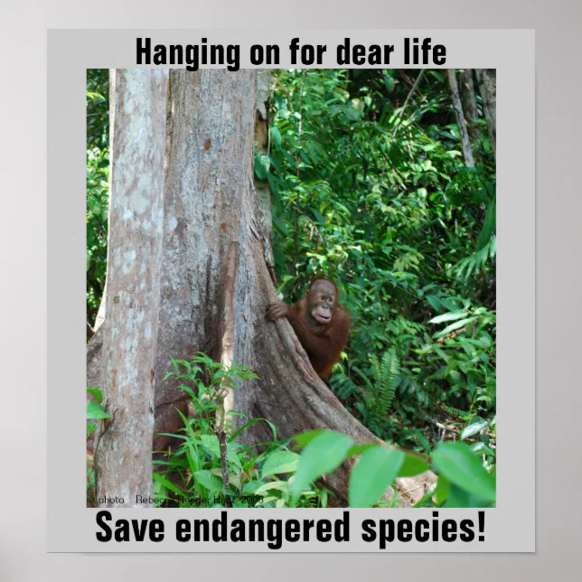 Rainforest Wildlife Poster | Zazzle