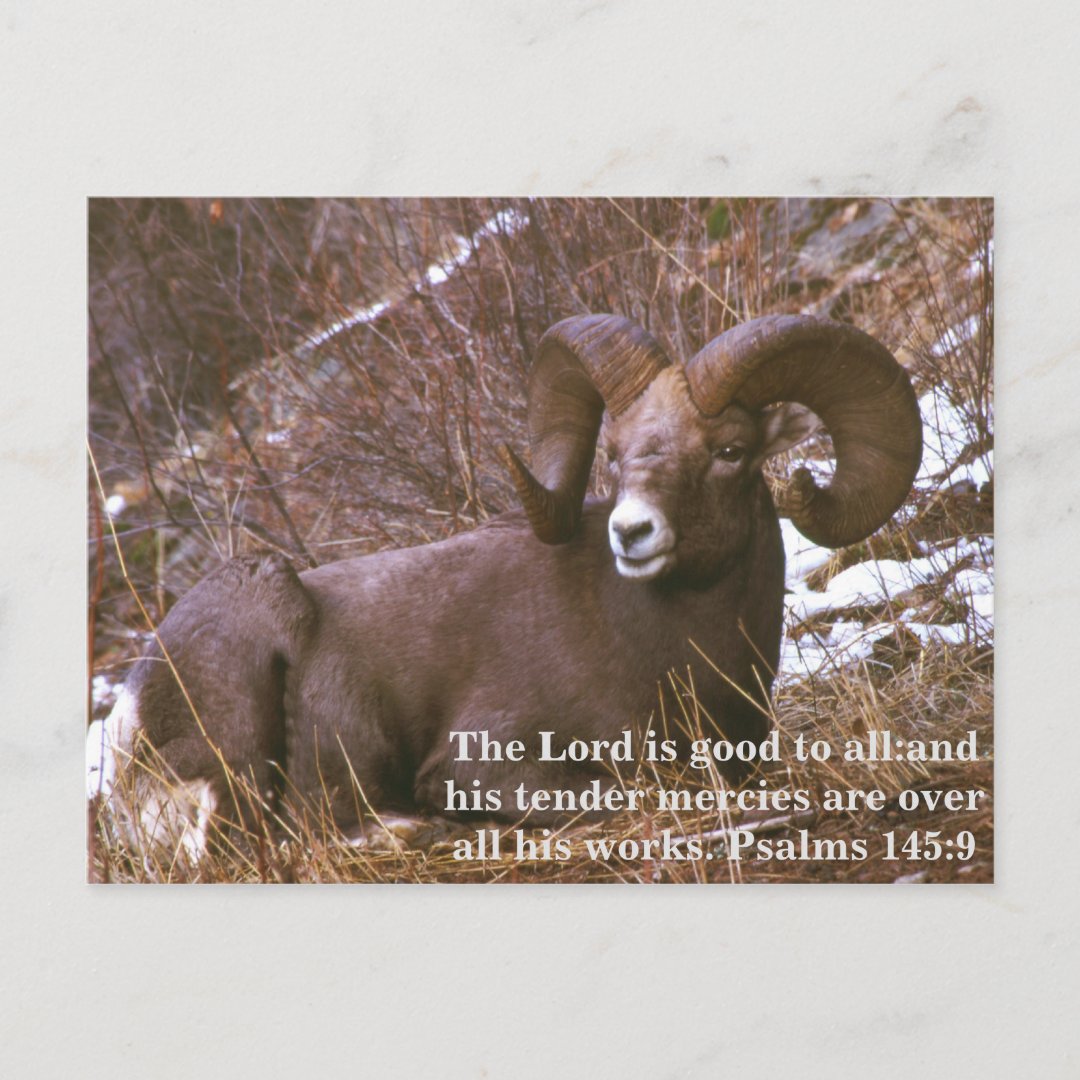 Ram bible verse postcard | Zazzle