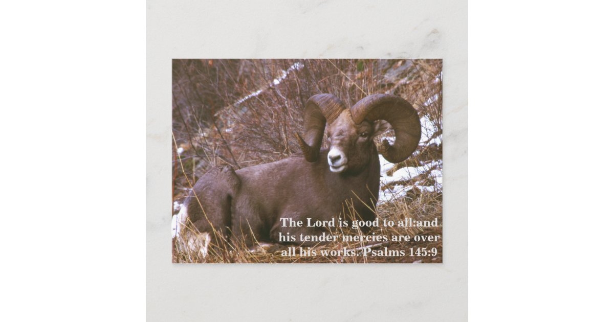 Ram bible verse postcard | Zazzle