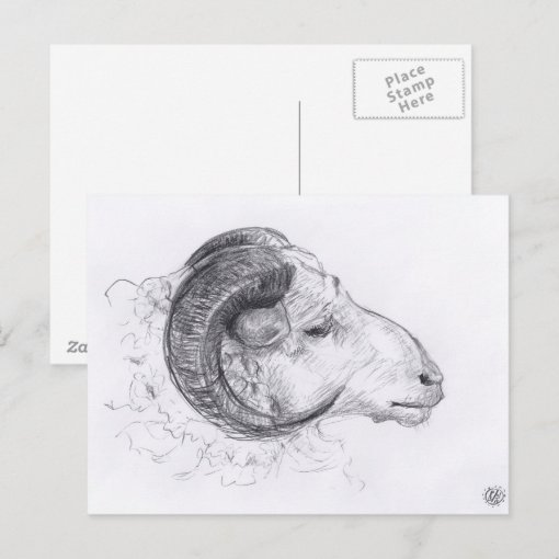 Ram Original Drawing Postcard | Zazzle