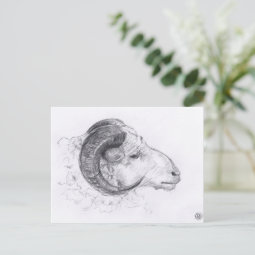 Ram Original Drawing Postcard | Zazzle