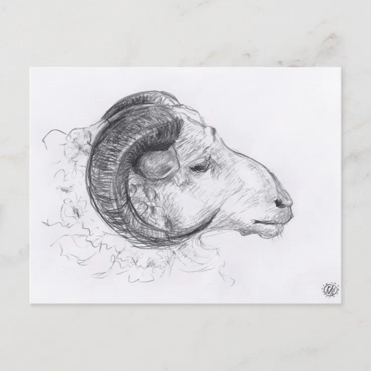 Ram Original Drawing Postcard | Zazzle