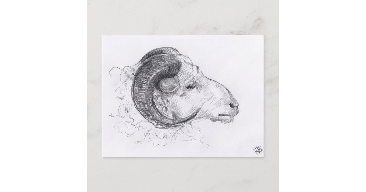 Ram Original Drawing Postcard | Zazzle