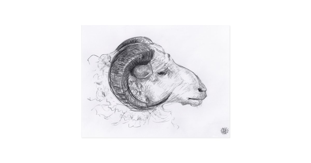 Ram Original Drawing Postcard | Zazzle.com