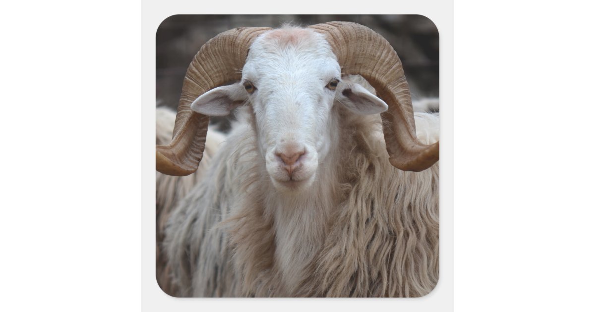 Ram Stickers | Zazzle