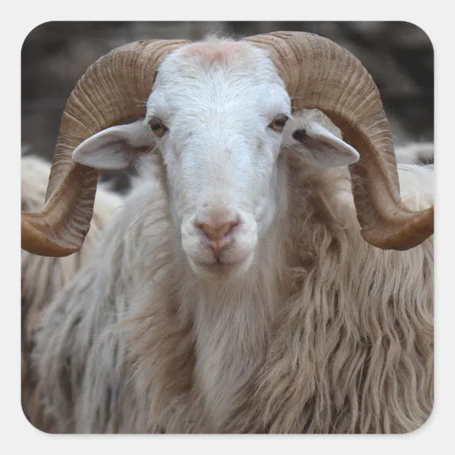 Ram Stickers | Zazzle