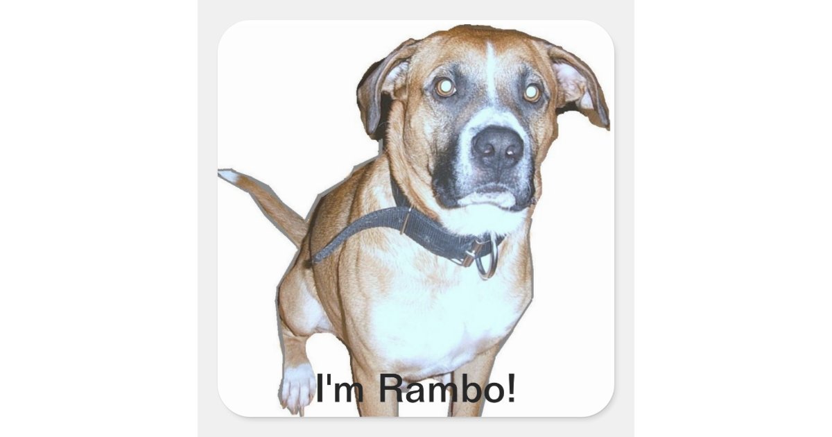 Rambo dog Sticker | Zazzle