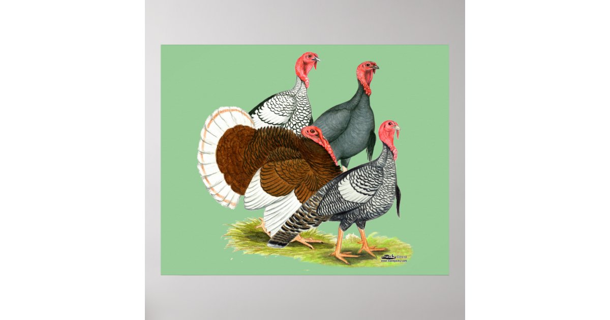Rare Turkey Quartet Poster | Zazzle