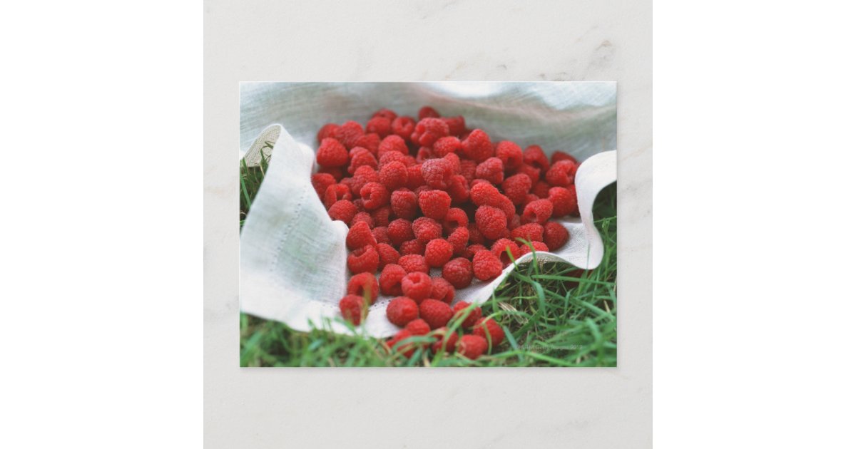 Raspberry Postcard | Zazzle